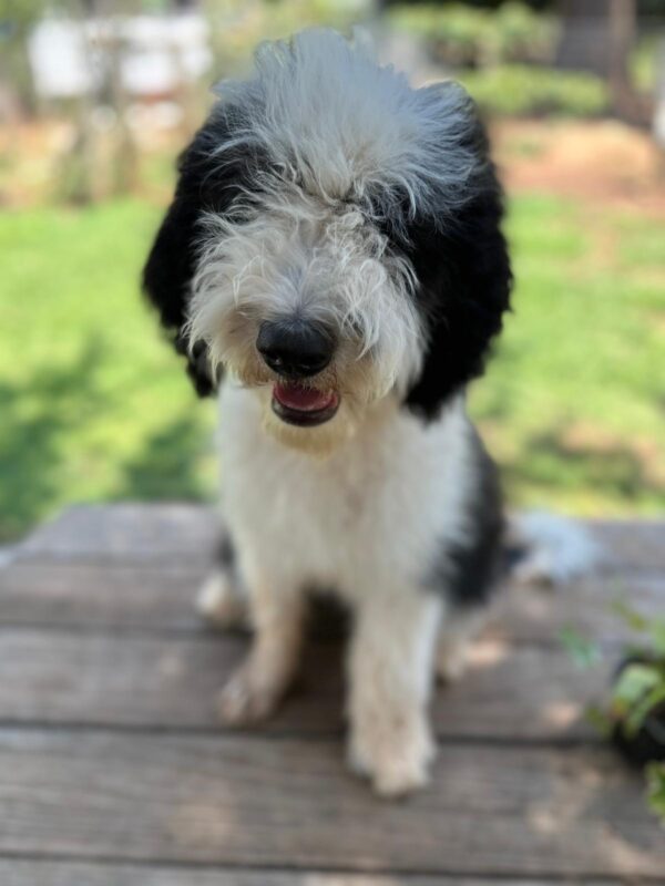 California Sheepadoodle Puppies – California Schnoodles and Sheepadoodles!